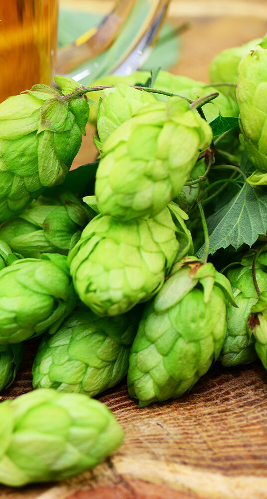 Pumps for Brewer-Spent Grains in the Beverage Industry - NETZSCH Pumps ...